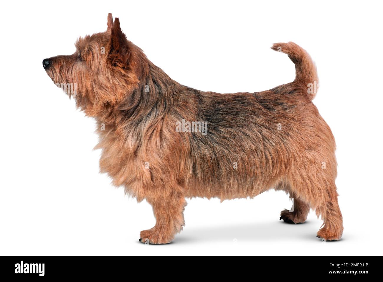Norwich terrier, standing, side view Stock Photo - Alamy
