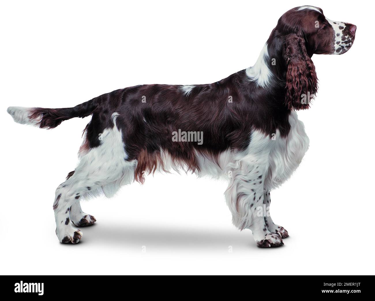 Springer spaniel image hi-res stock photography and images - Alamy