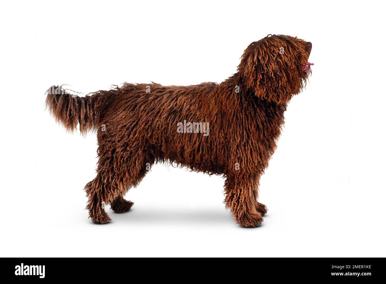 Spanish animals Cut Out Stock Images & Pictures - Alamy