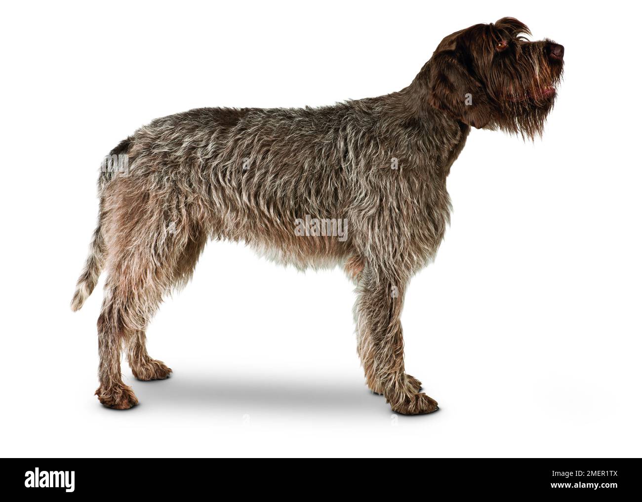 Wire-haired Pointing Griffon Stock Photo - Alamy