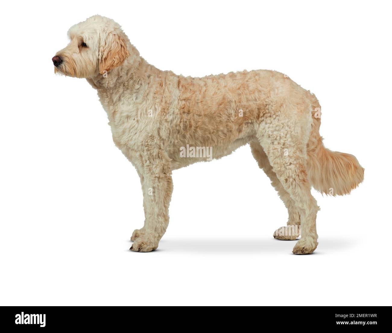 Dog doodle Cut Out Stock Images & Pictures - Alamy