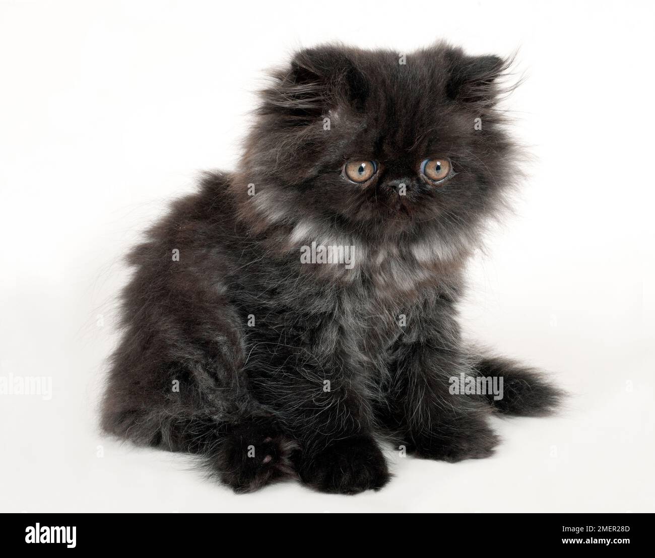 Black Smoke Persian kitten sitting, side view Stock Photo - Alamy
