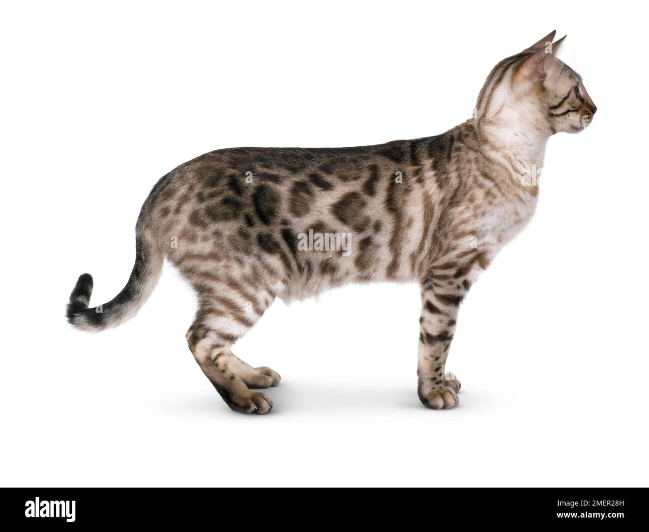 Bengal cat, side view Stock Photo - Alamy