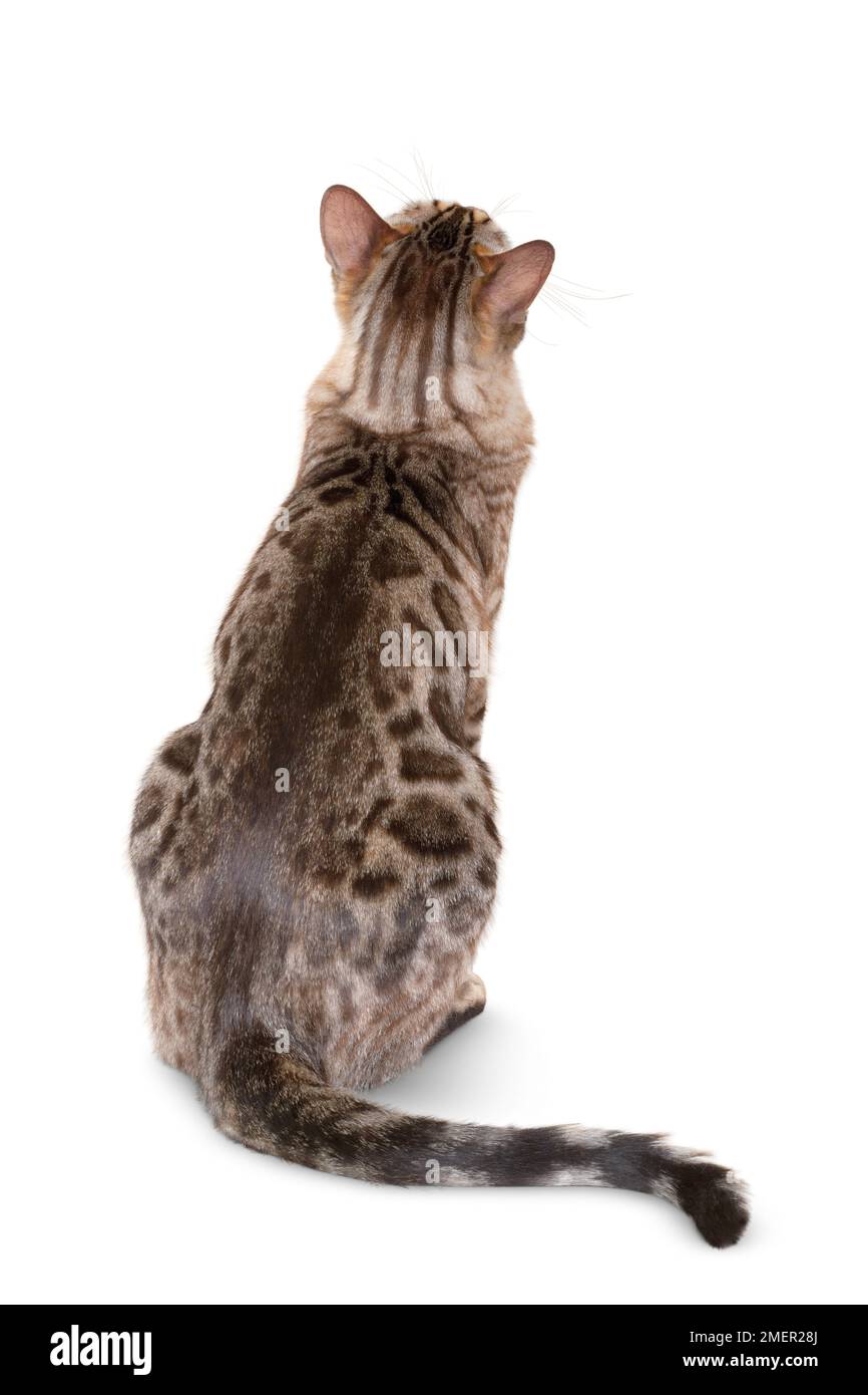 Bengal cat, back view Stock Photo - Alamy Bengal cat, back view Stock Photo - Alamy