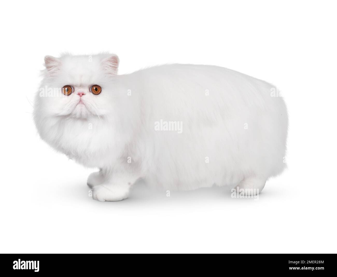 One eye cat orange Cut Out Stock Images & Pictures - Alamy