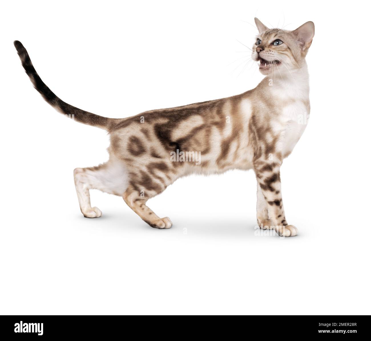 Bengal cat breed hi-res stock photography and images - Alamy