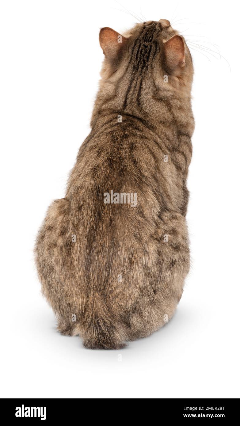 Pixiebob cat, back view Stock Photo - Alamy
