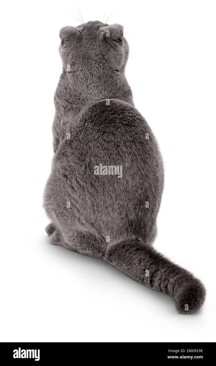 Adult male Blue Scottish Fold cat, sitting, rear view Stock Photo - Alamy