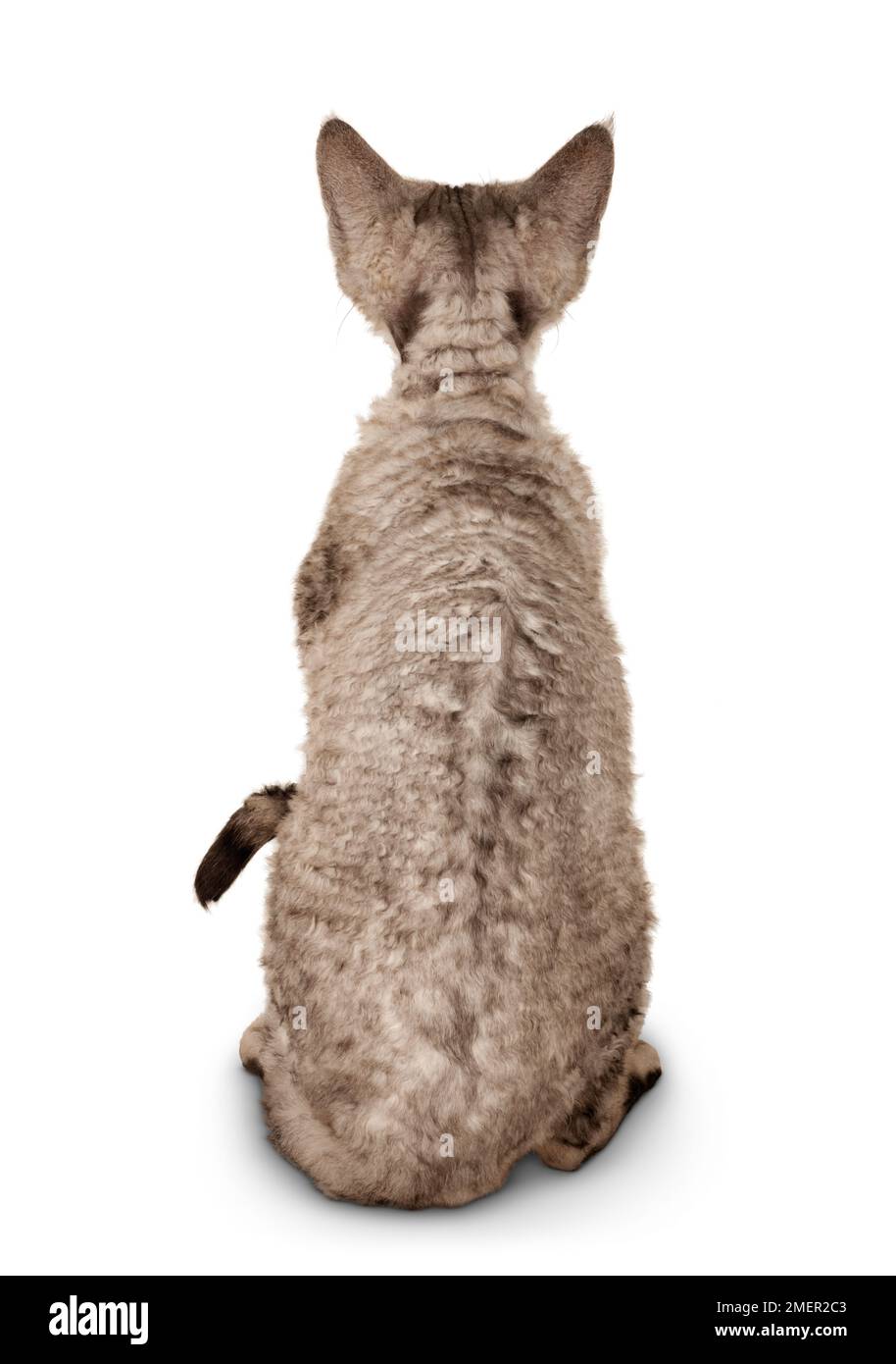 Purebred Devon Rex cat, sitting, rear view Stock Photo - Alamy