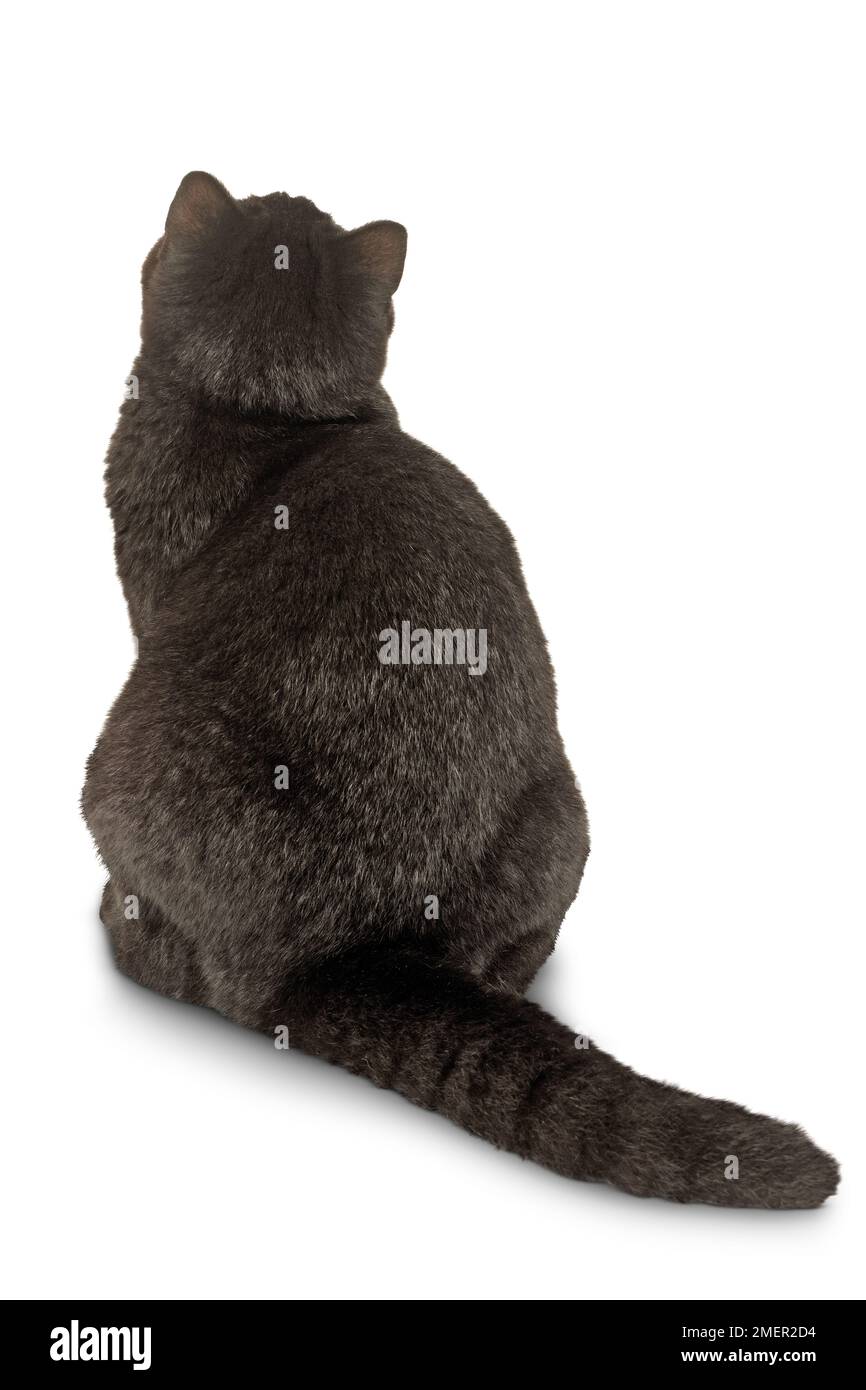Self cat hi-res stock photography and images - Alamy
