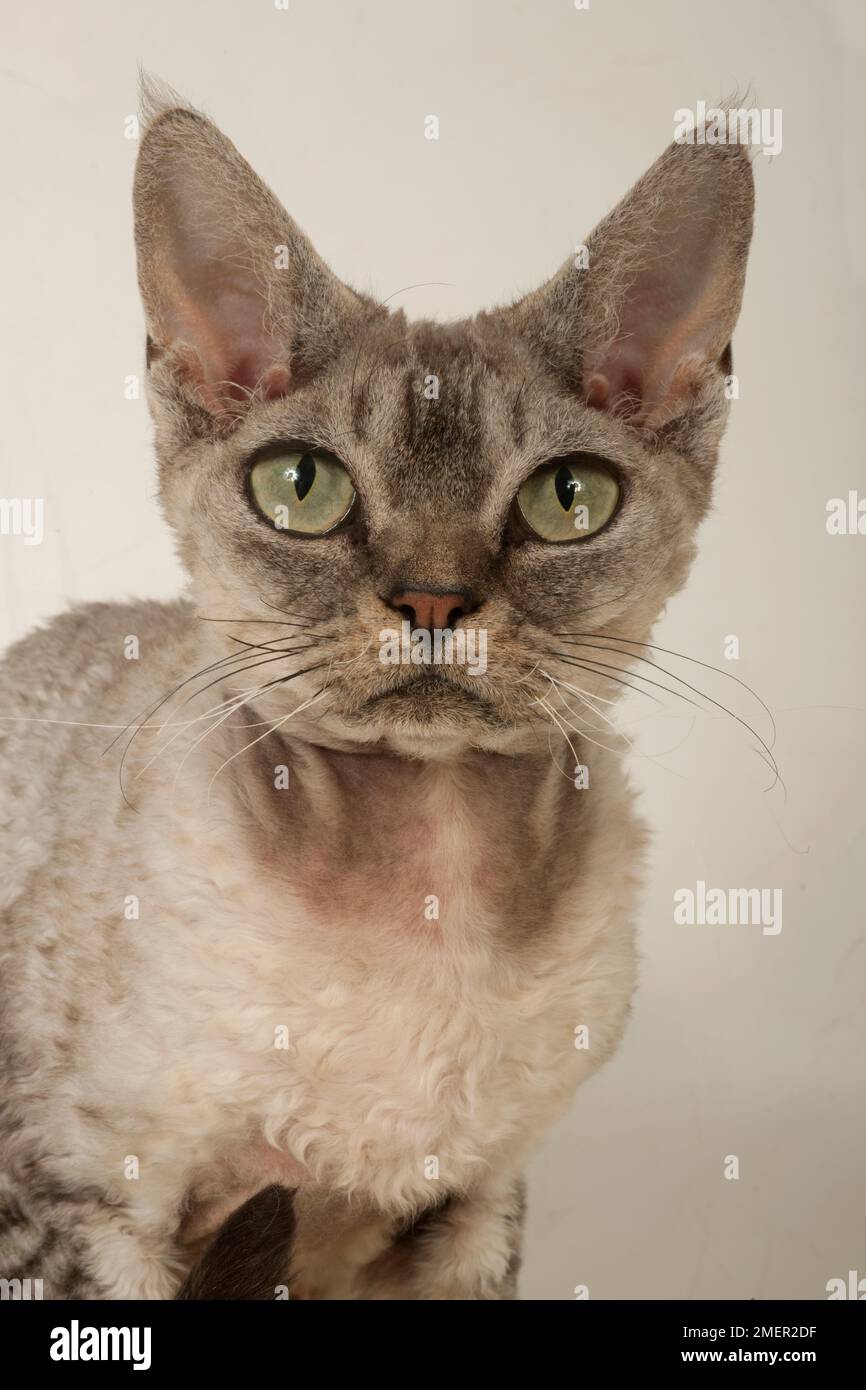 Purebred Devon Rex cat with green eyes, looking at camera Stock Photo ...