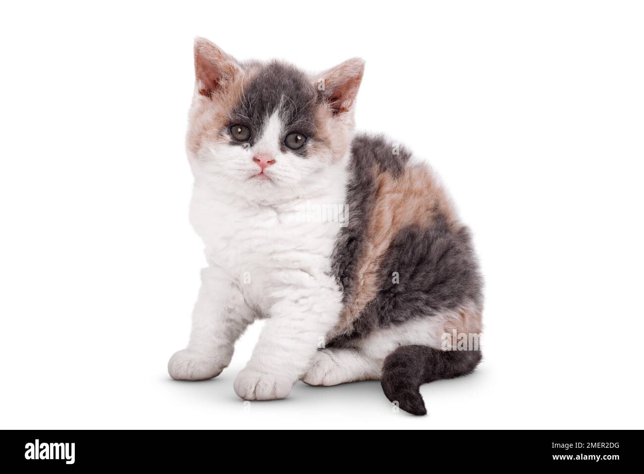 Selkirk Rex kitten Stock Photo - Alamy