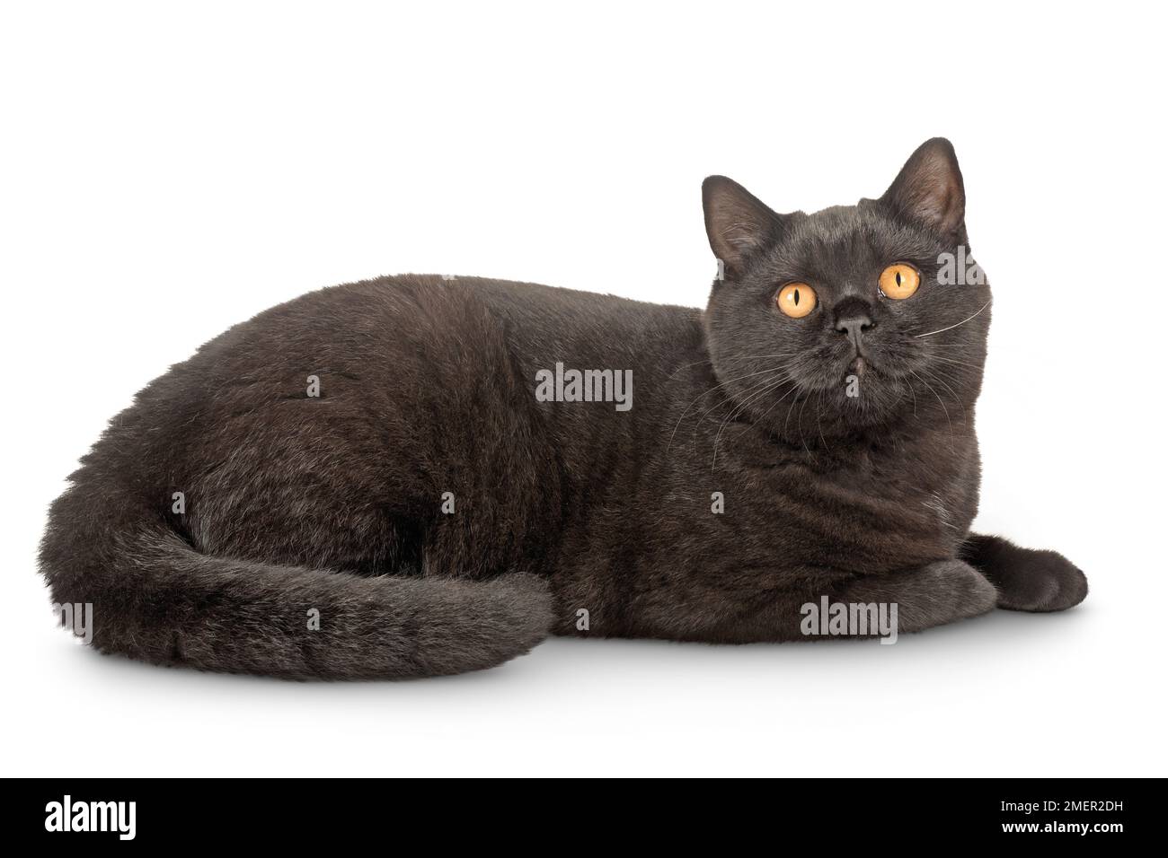 British Shorthair-Self cat Stock Photo - Alamy