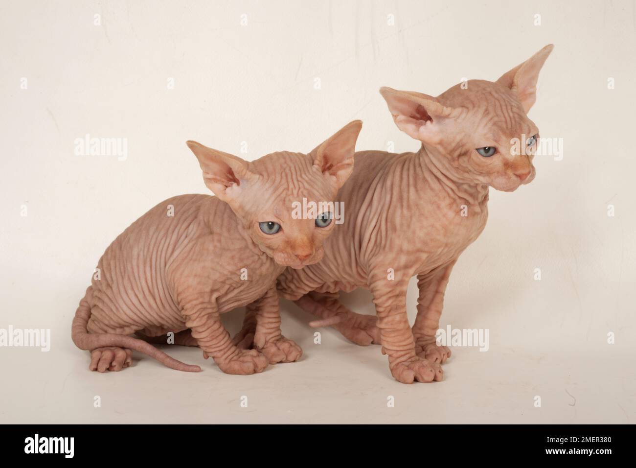 Wrinkled wrinkles hairless skin hi-res stock photography and images - Alamy