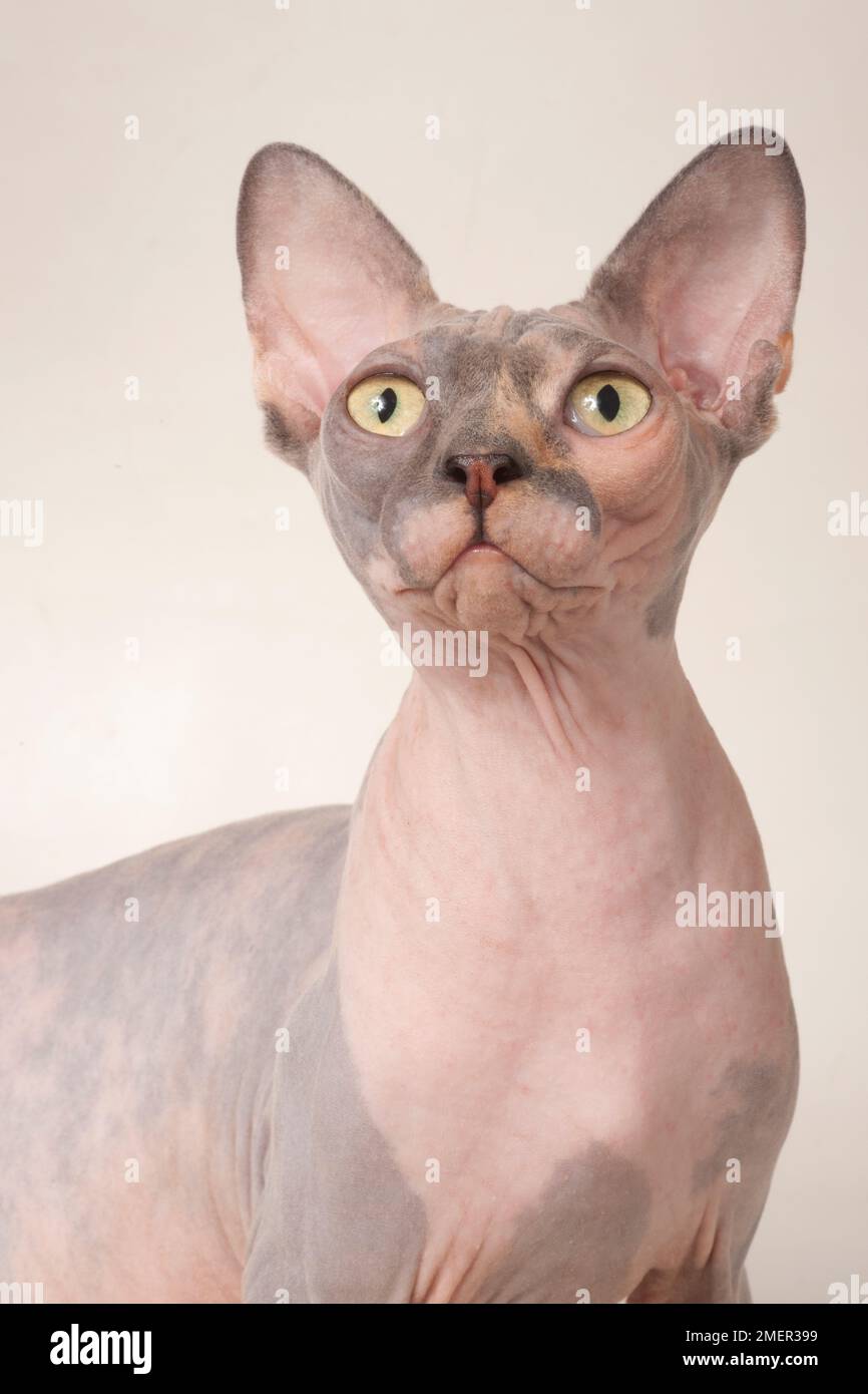 Hairless sphynx cat hi-res stock photography and images - Alamy