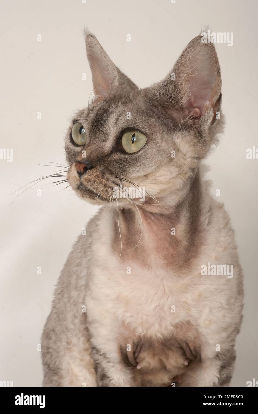 Cat devon rex sitting hi-res stock photography and images - Alamy