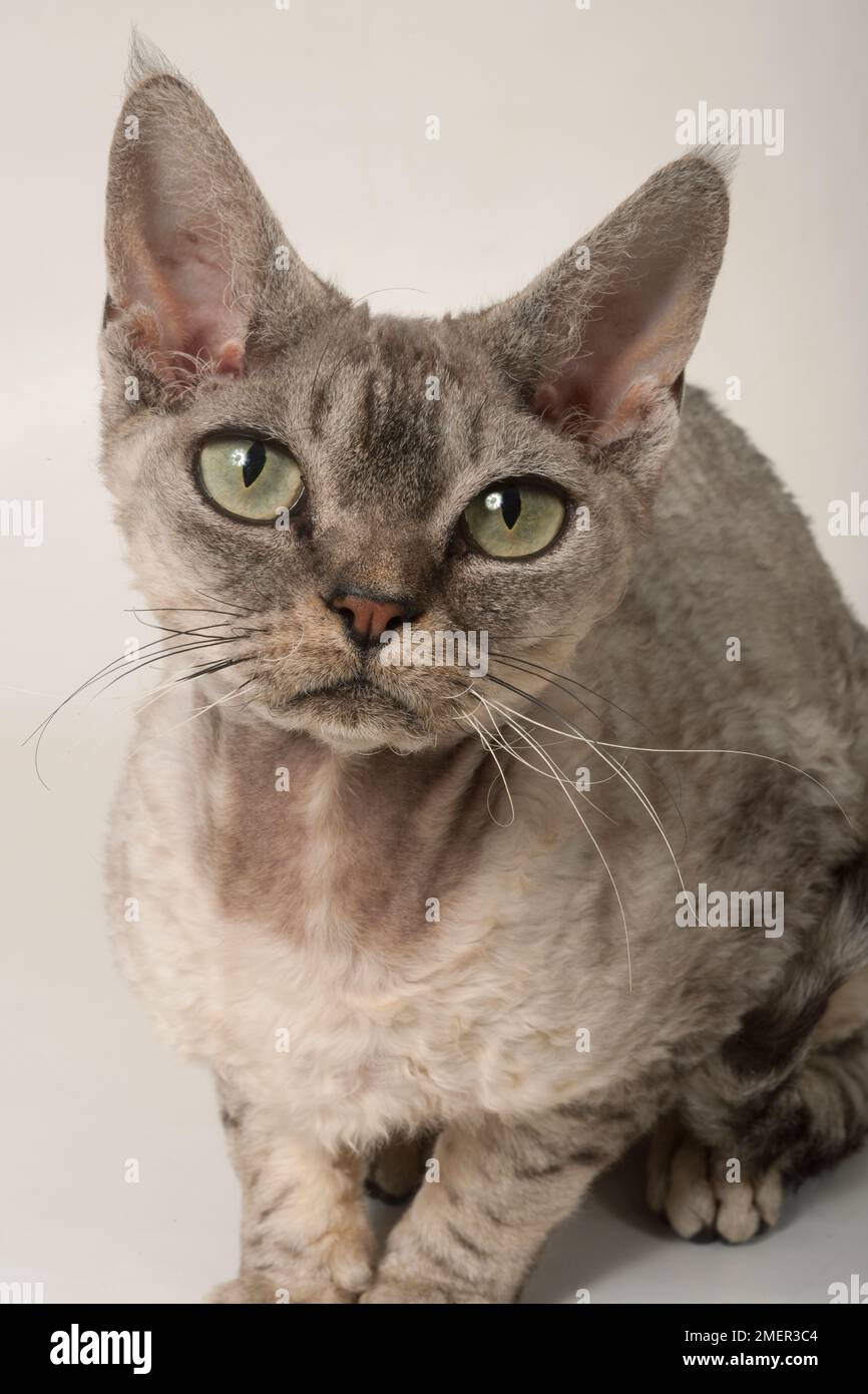 Rex cat hi-res stock photography and images - Alamy