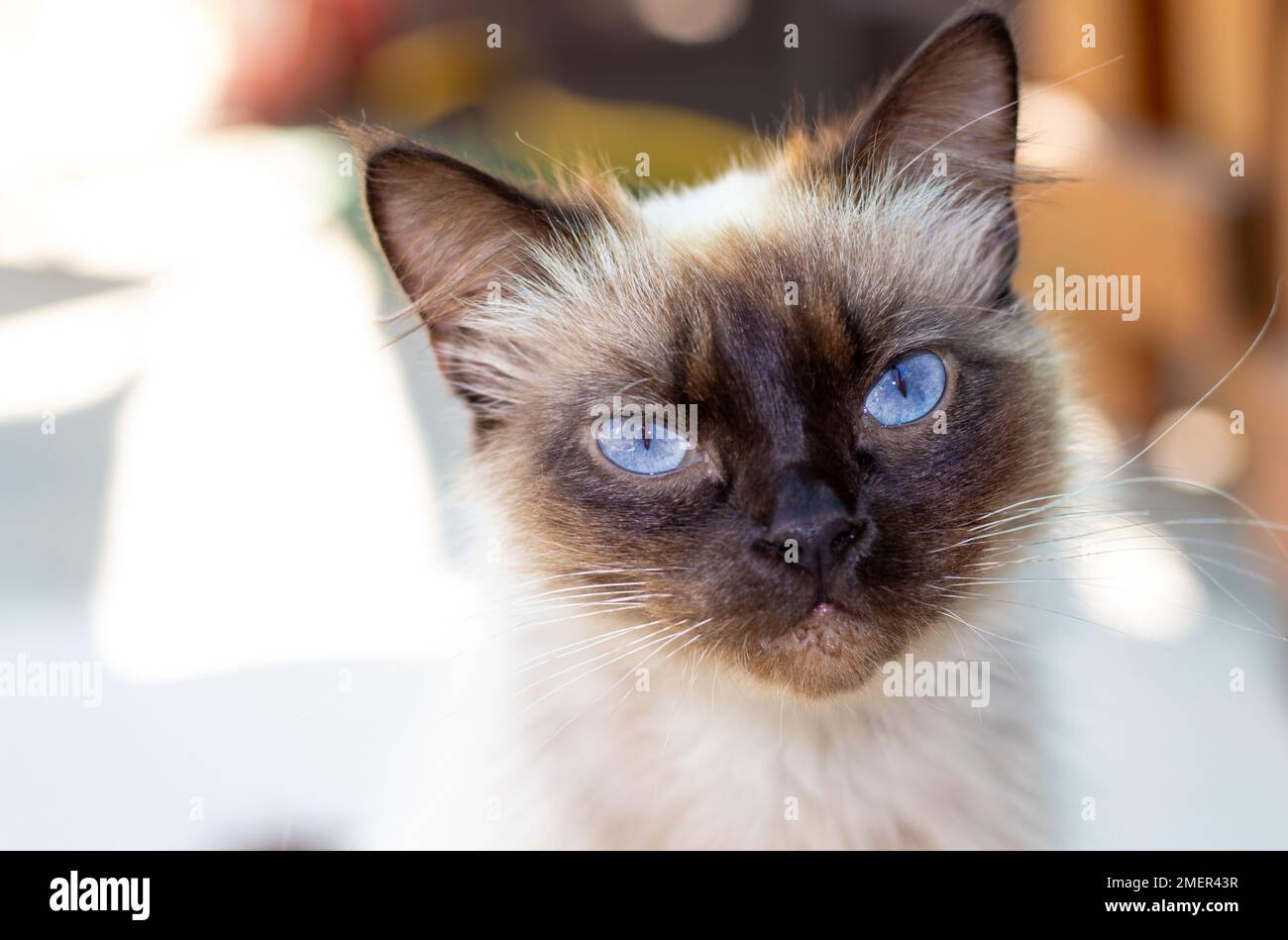 cute cat sitting on floor blanket or resting outside sunny Stock Photo ...