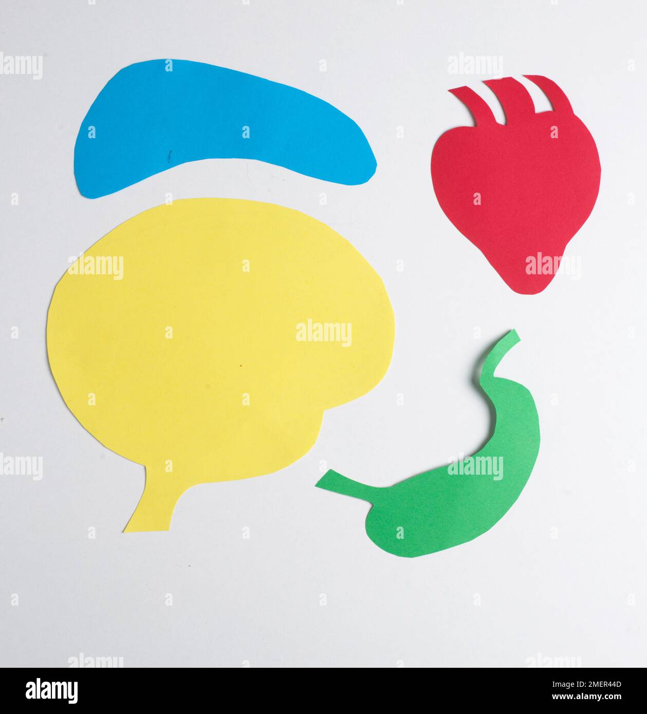 Human body organs hi-res stock photography and images - Alamy