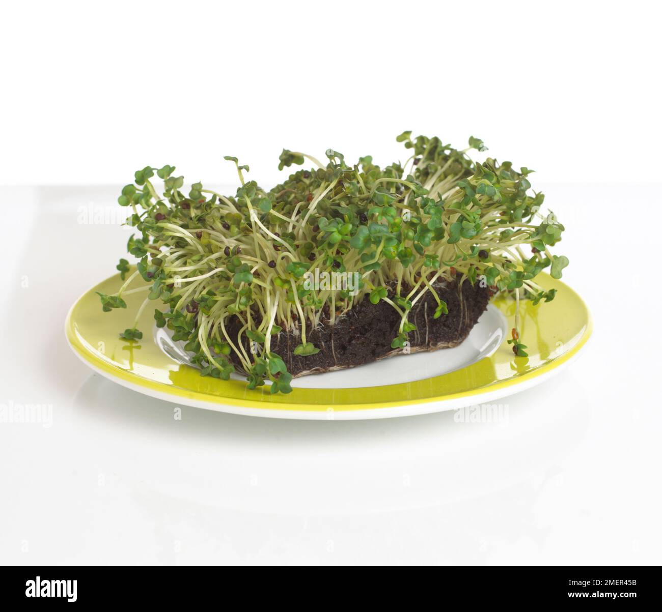 Watercress on small patch of soil Stock Photo - Alamy