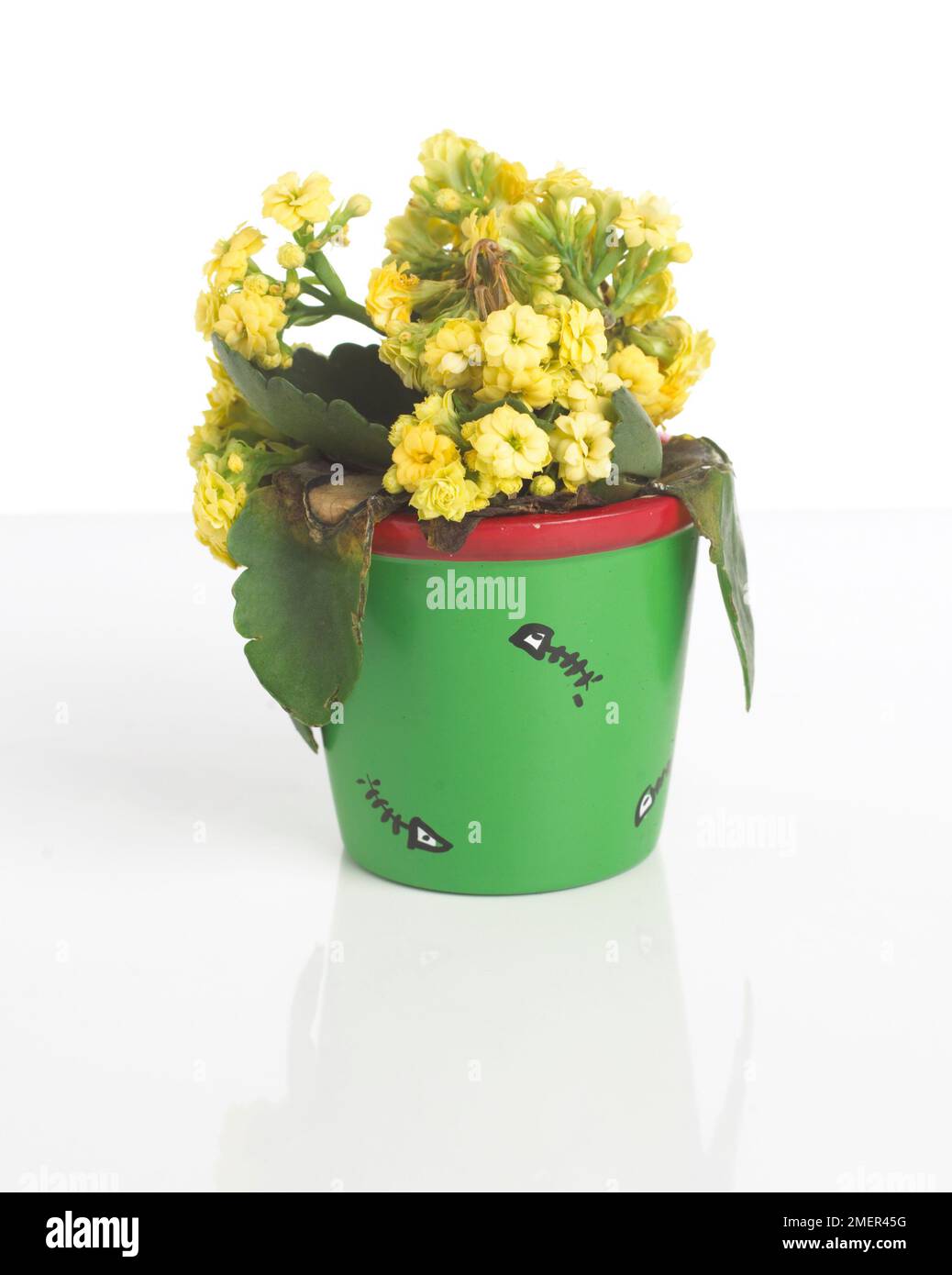 Yellow houseplant in green pot Stock Photo - Alamy