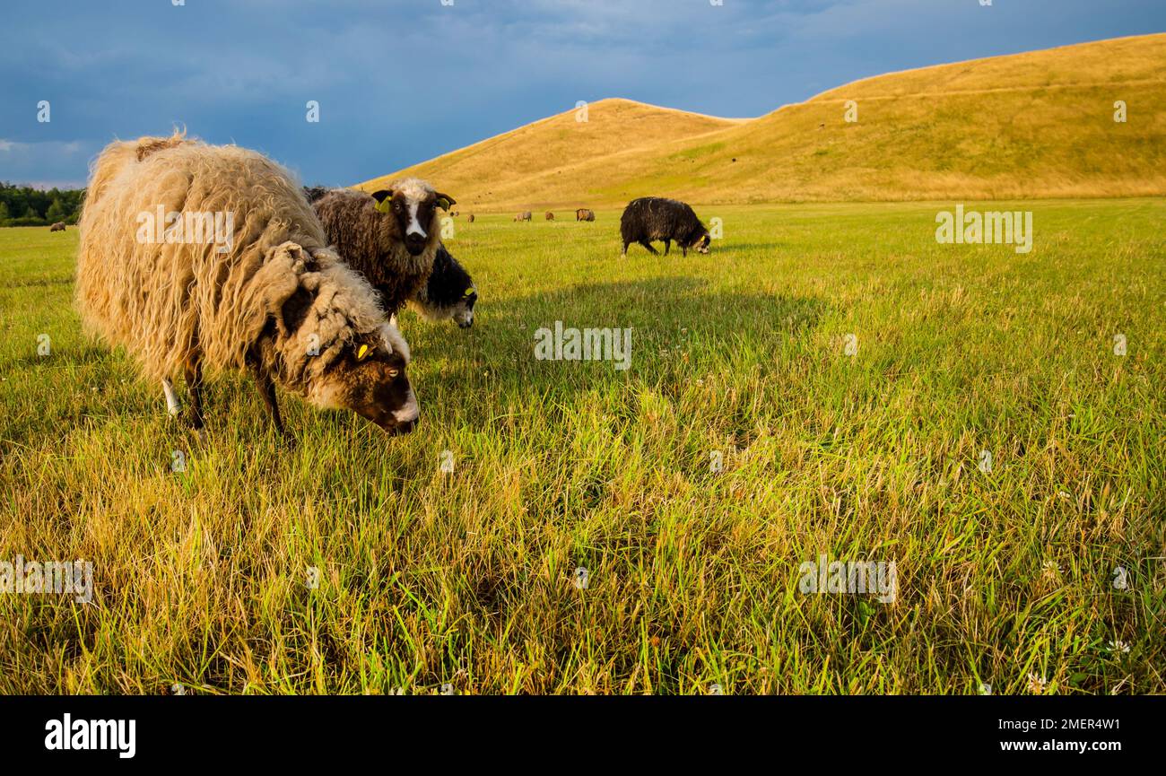 Sheep grazing at Herstedhoje Nature Center in Albertslund of Denmark ...