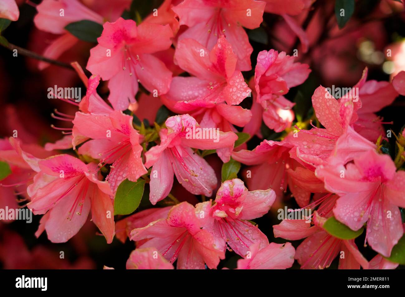 Azaleas line the fairway on the second hole during a practice round for ...