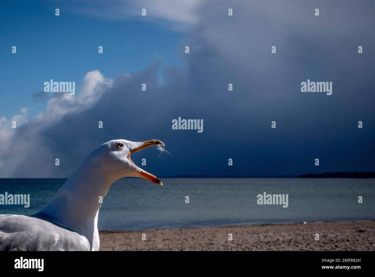 A seagull cries at the beach at the Baltic Sea in Timmendorfer Strand ...