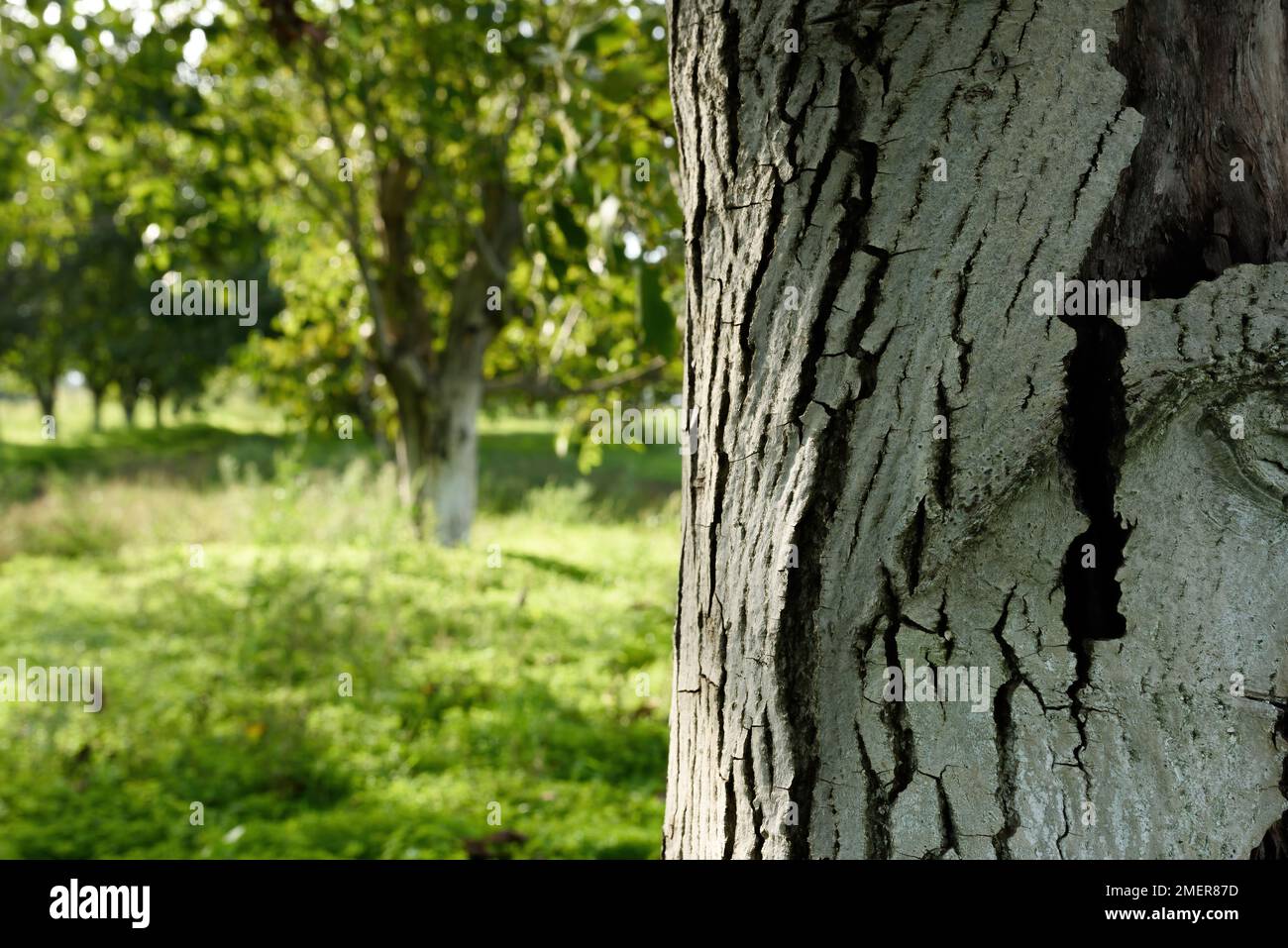 Walnut tree in nature hi-res stock photography and images - Alamy