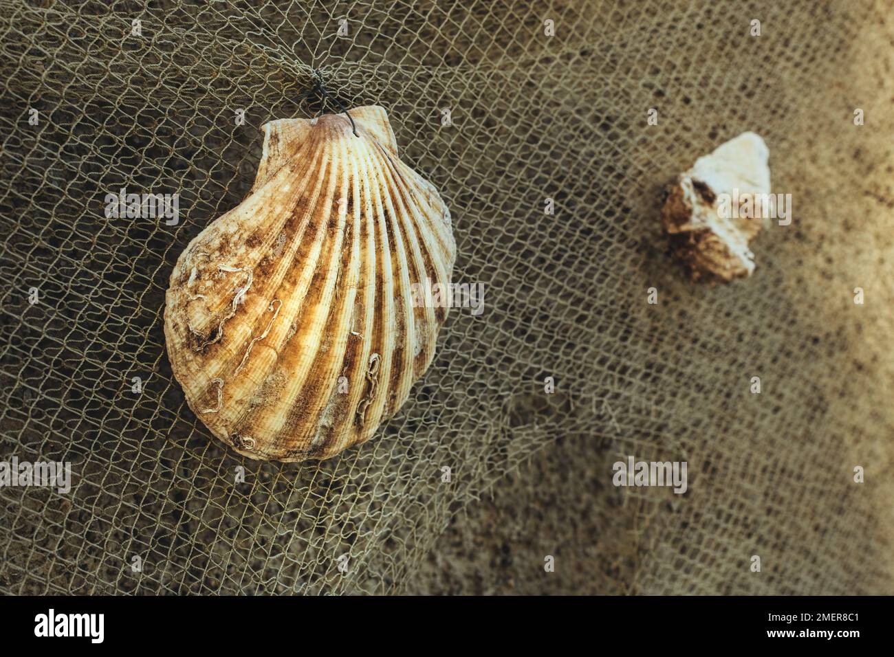 Net of shells hi-res stock photography and images - Alamy