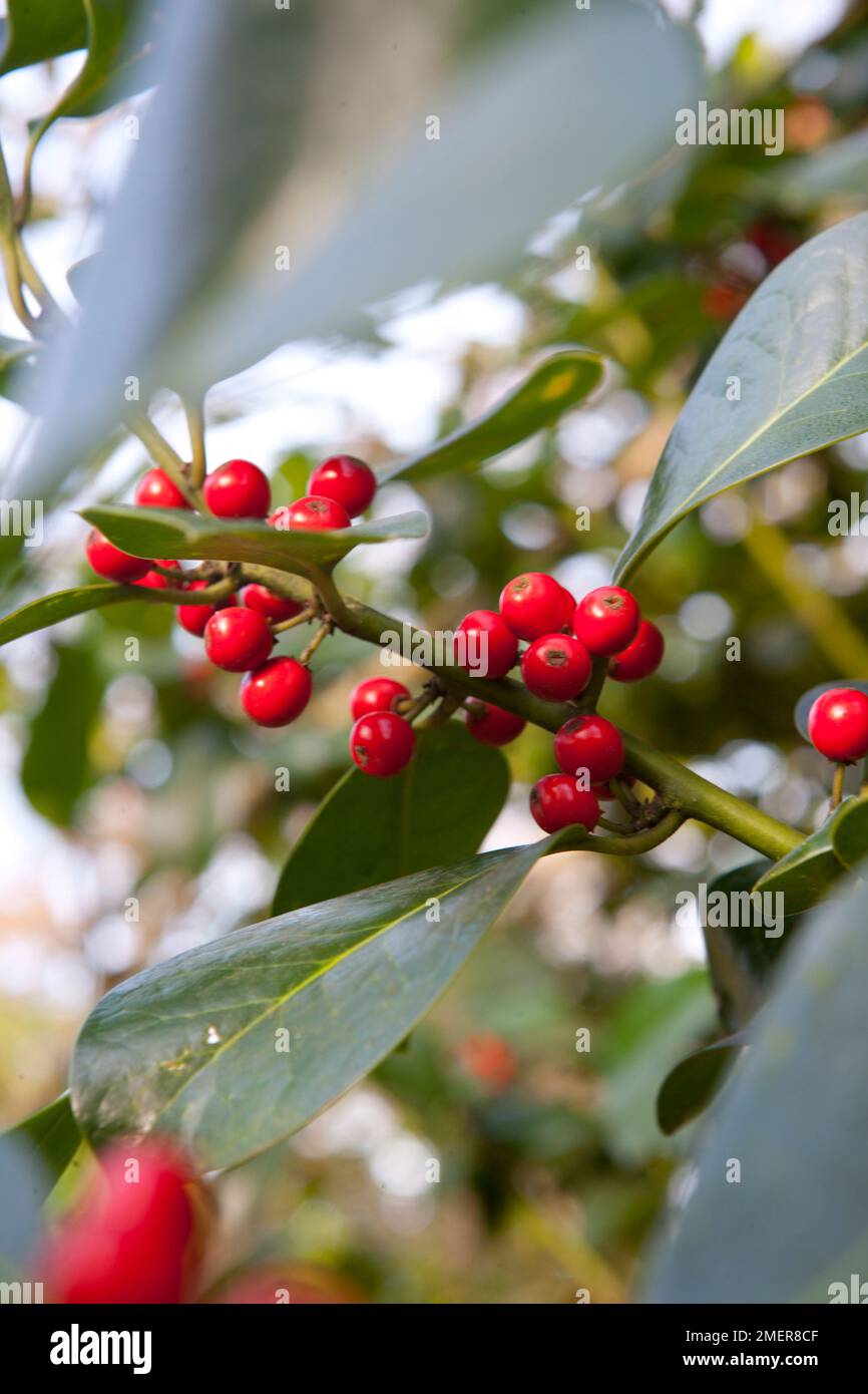 Ilex x altaclerensis hi-res stock photography and images - Alamy
