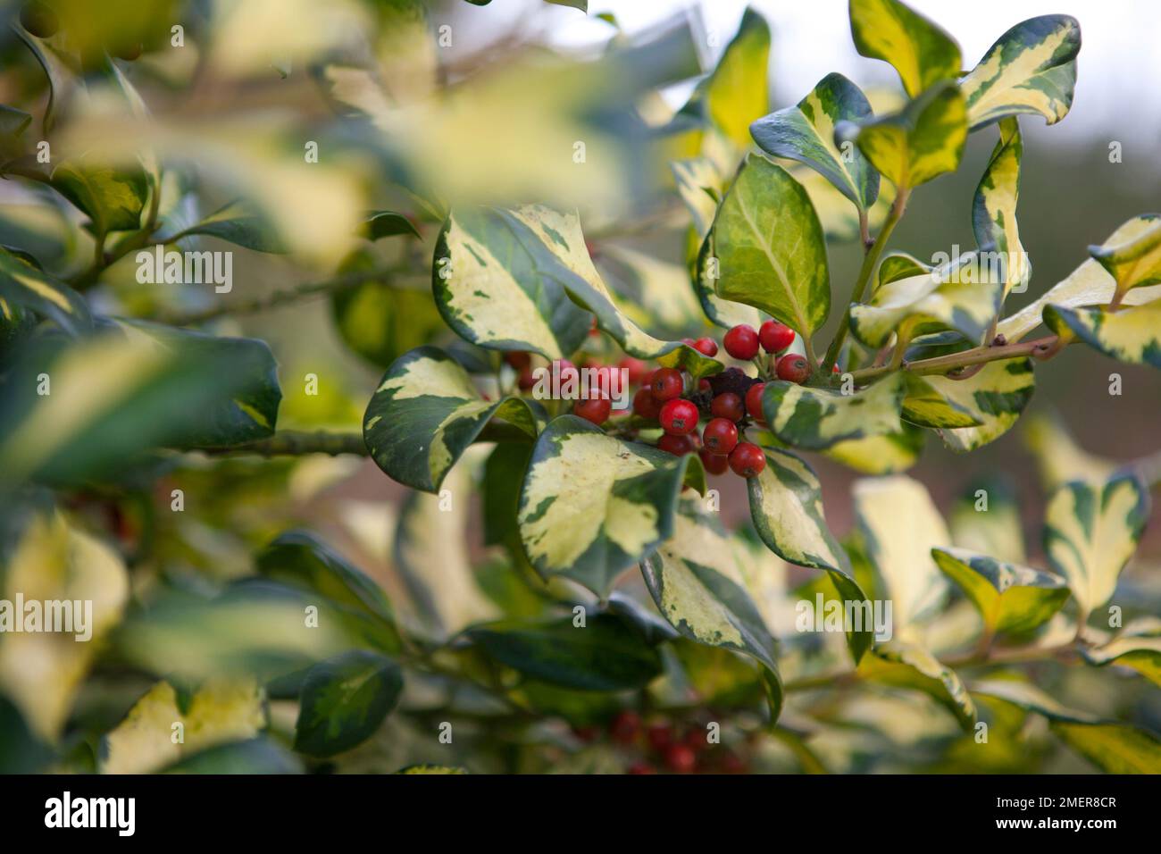Branches of plant holly hi-res stock photography and images - Alamy