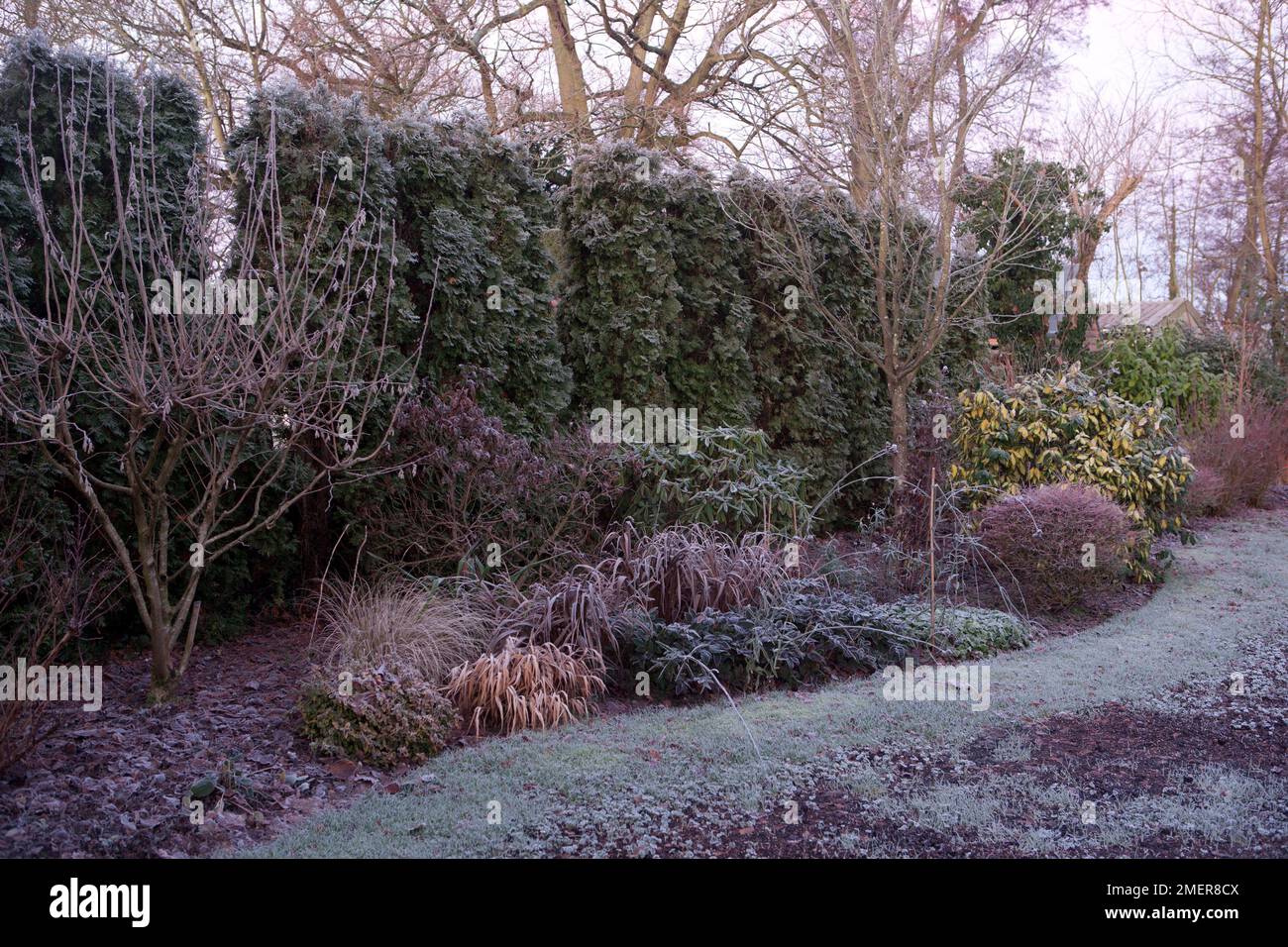 Winter border with conifers, trees, grasses and a frost Stock Photo - Alamy