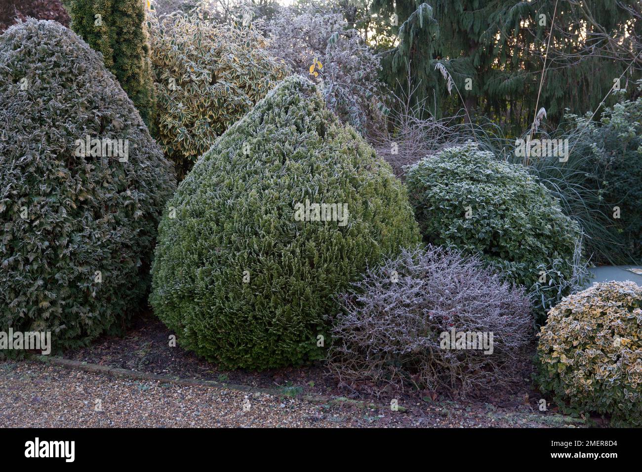 Shaped conifer plants in garden border with frost Stock Photo - Alamy