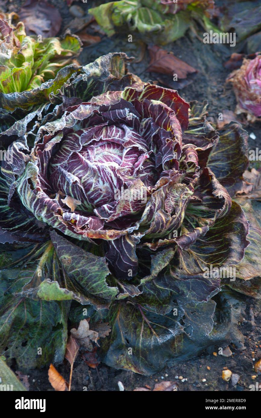 Pacca rossa hi-res stock photography and images - Alamy