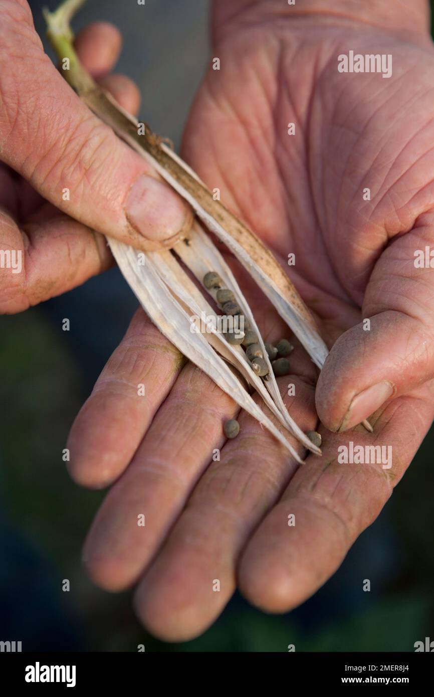 Collecting seeds hi-res stock photography and images - Alamy