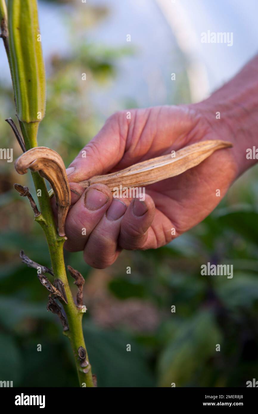 Lily seedheads, collecting seeds Stock Photo - Alamy