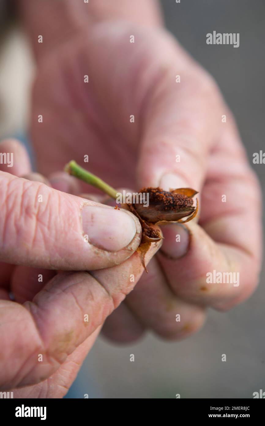 Removing seeds from seedhead, collecting seeds Stock Photo - Alamy