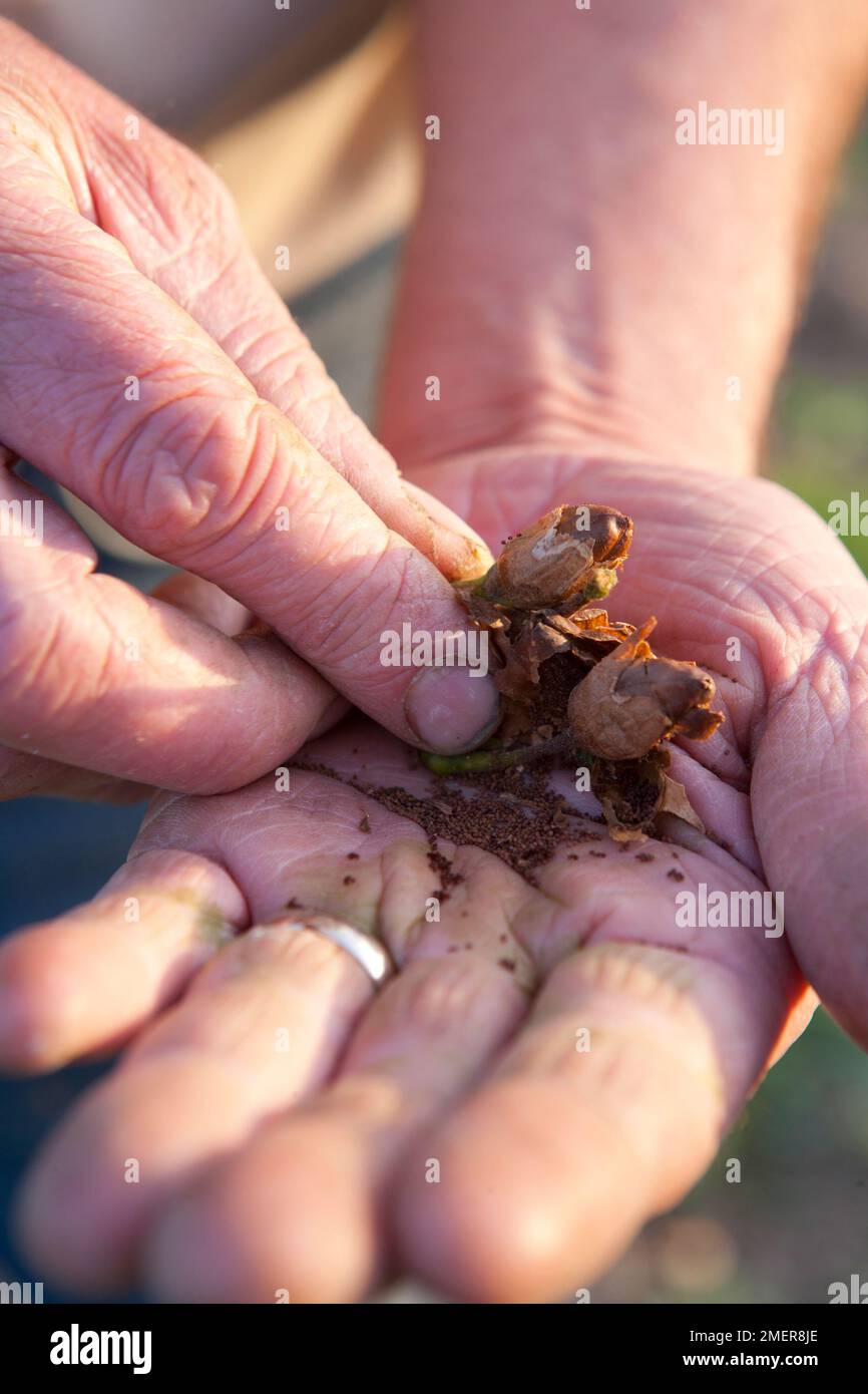 Collecting seeds hi-res stock photography and images - Alamy