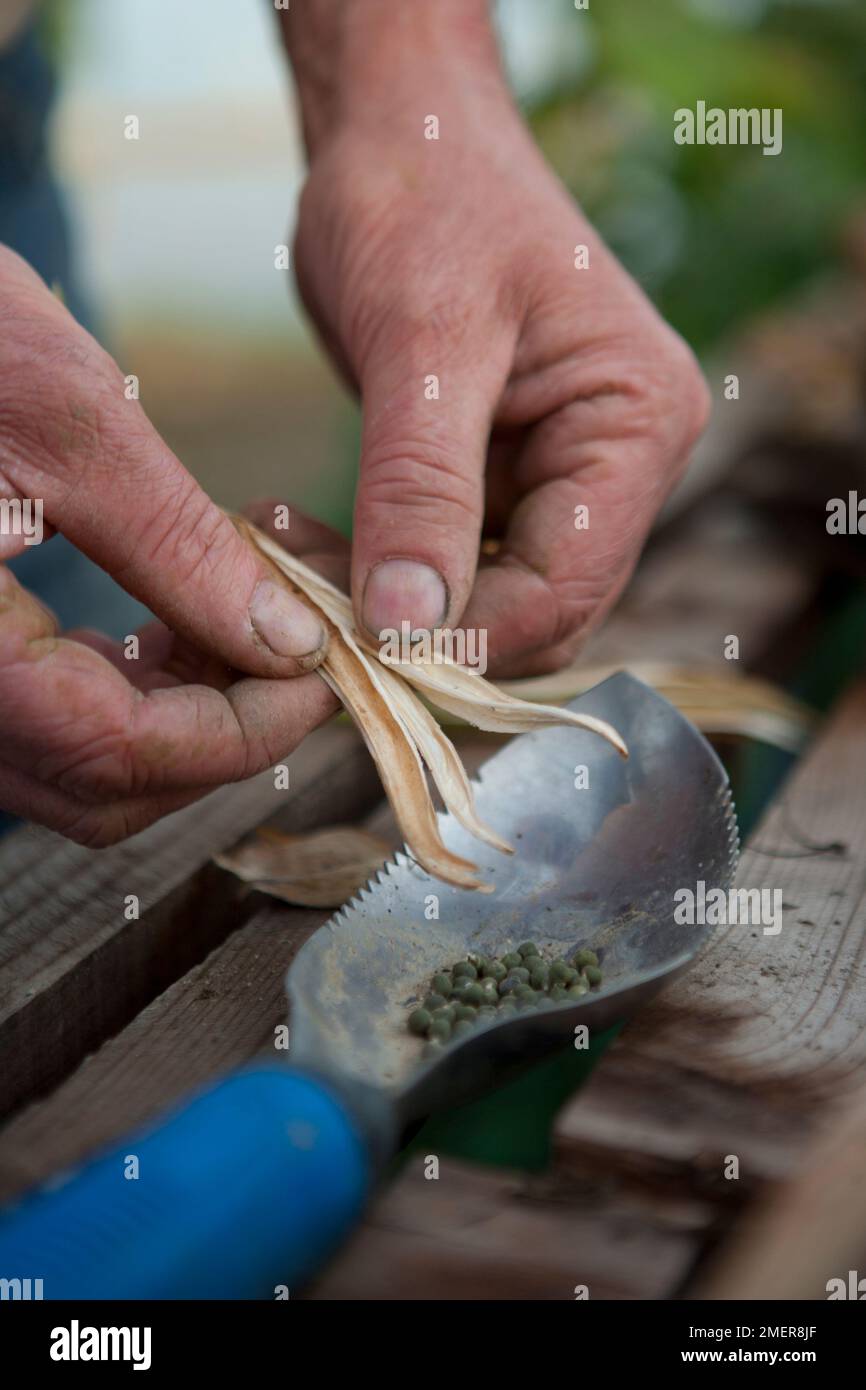 Collecting seed man hi-res stock photography and images - Alamy
