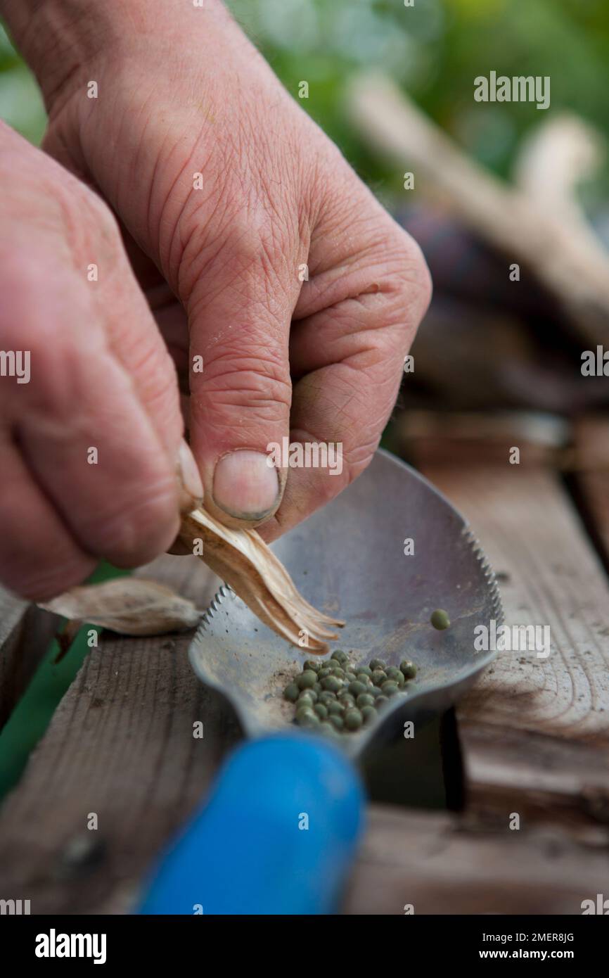 Collecting seeds hi-res stock photography and images - Alamy