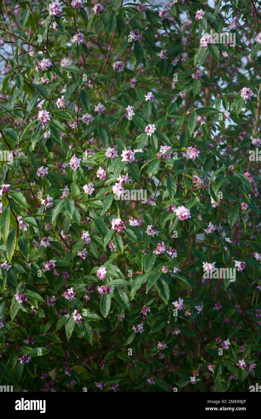 Daphne bholua 'Limpsfield' (Naplalese Paper Plant Stock Photo - Alamy