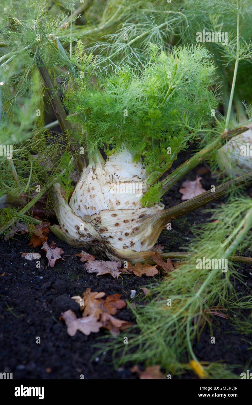 Fennel plant root leaves hi-res stock photography and images - Alamy