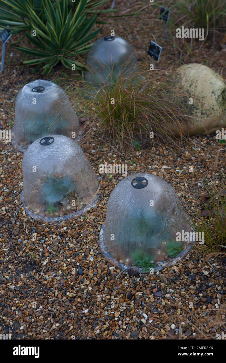 Glass garden cloche hi-res stock photography and images - Alamy