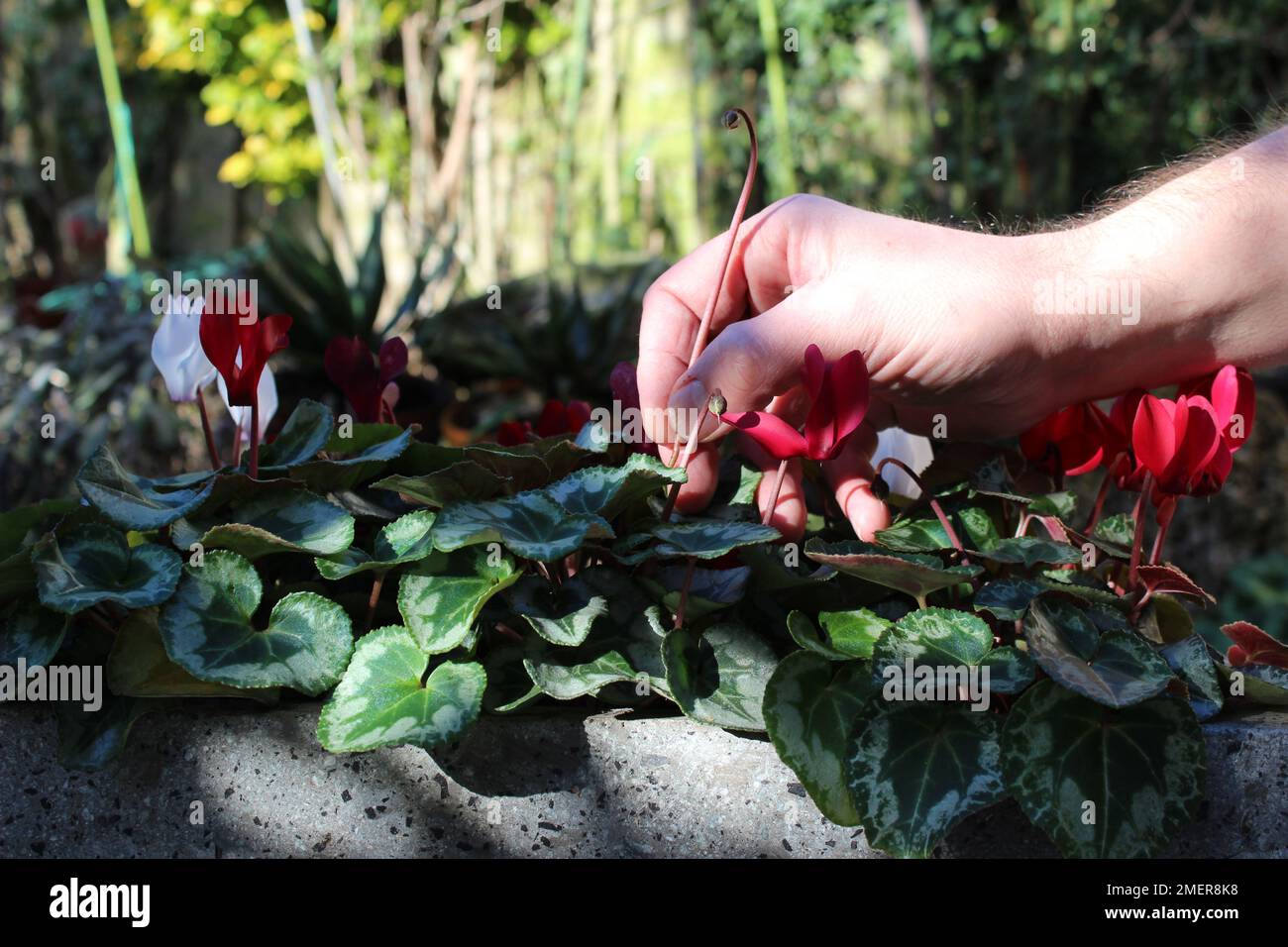 Stems daytime hi-res stock photography and images - Alamy