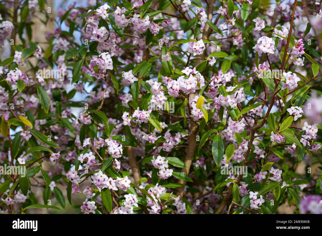 Daphne bholua 'Jacqueline Postill' (Nepalese Paper Plant Stock Photo ...
