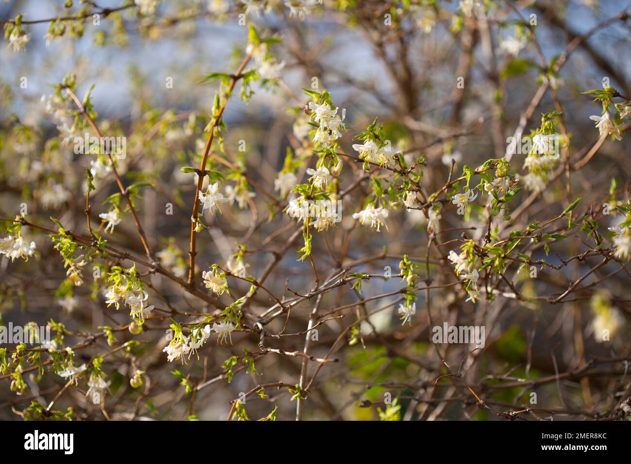 Lonicera x purpusii 'Winter Beauty' (Winter Honeysuckle Stock Photo - Alamy