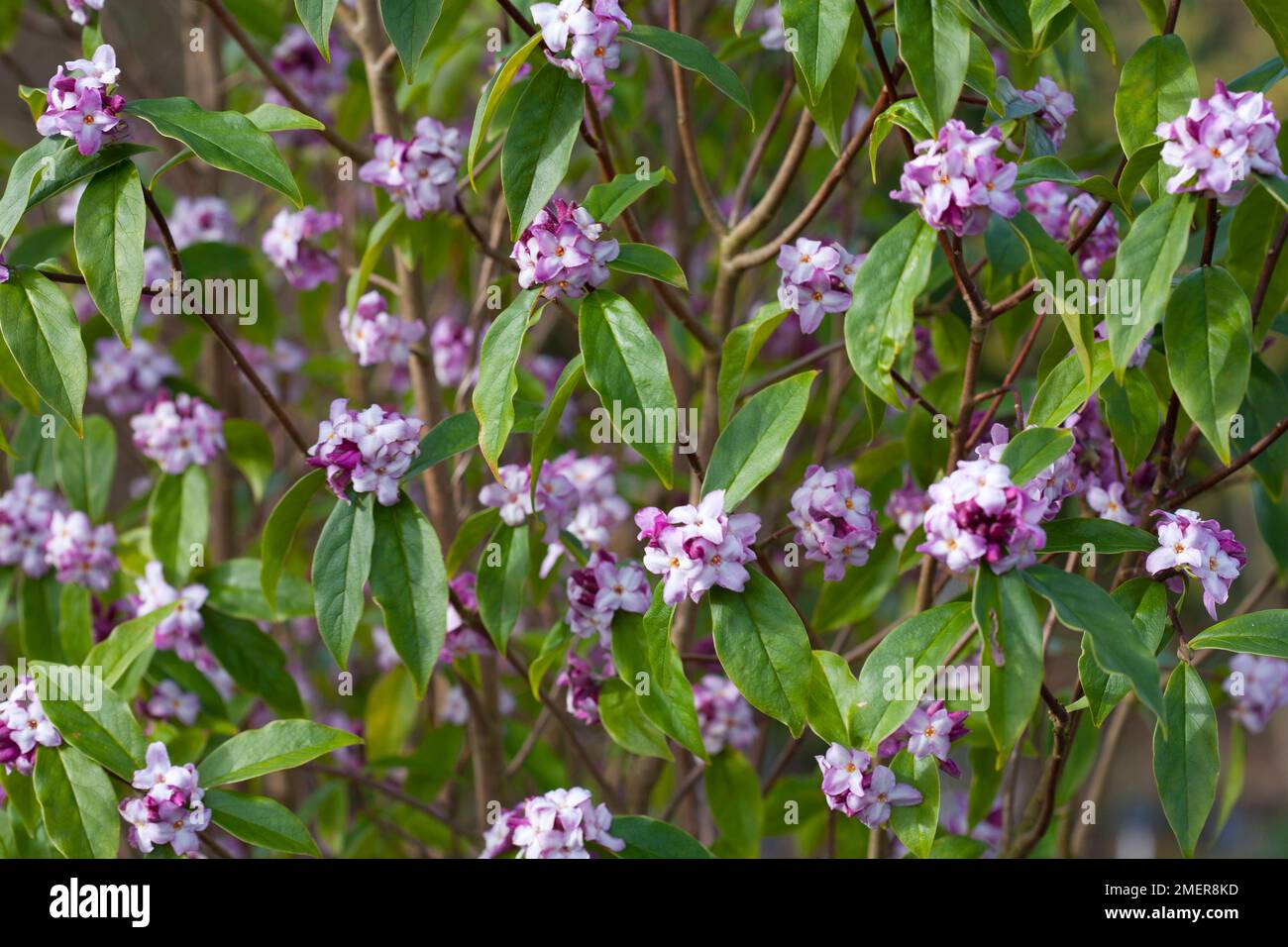 Daphne bholua 'Limpsfield' (Nepalese Paper Plant Stock Photo - Alamy