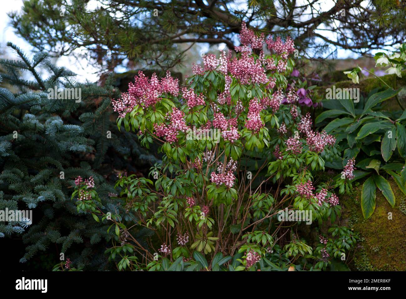 Pieris japonica 'Katsura' (Japanese Andromeda Stock Photo - Alamy