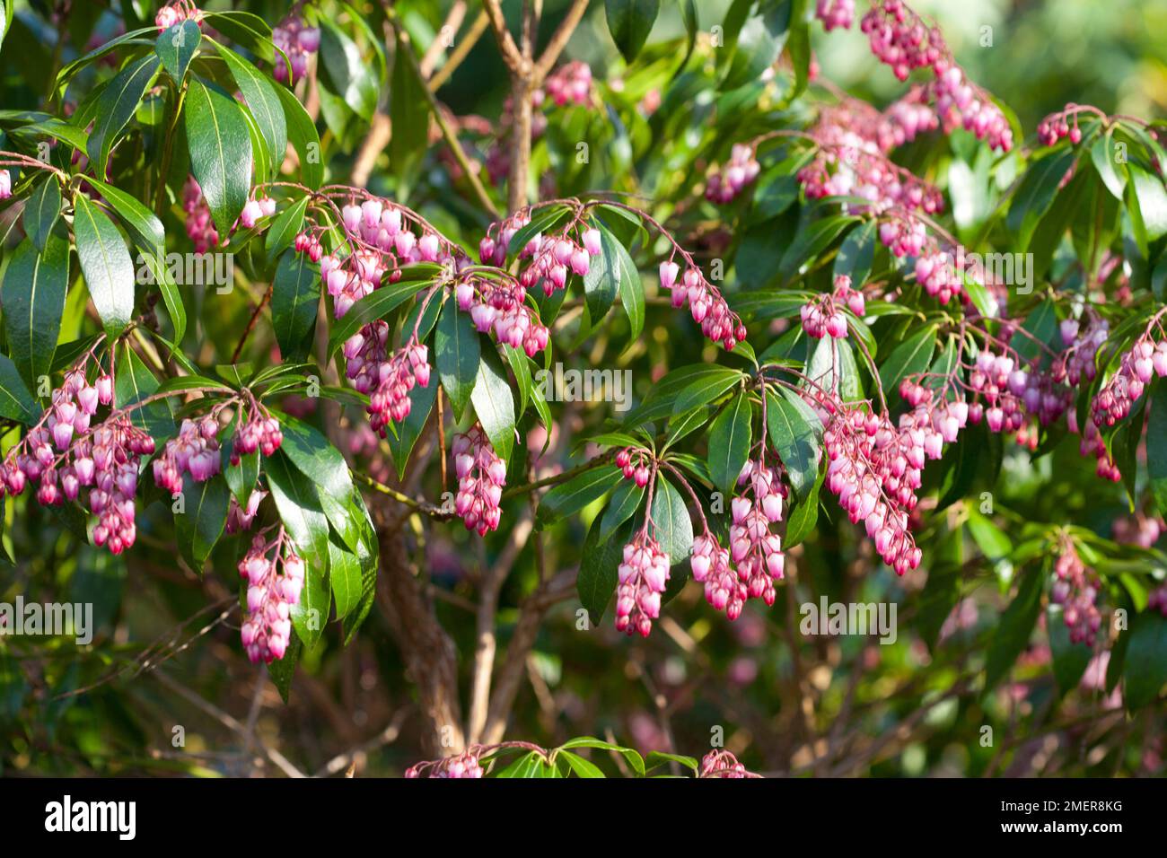 Pieris japonica 'Katsura' (Japanese Andromeda Stock Photo - Alamy
